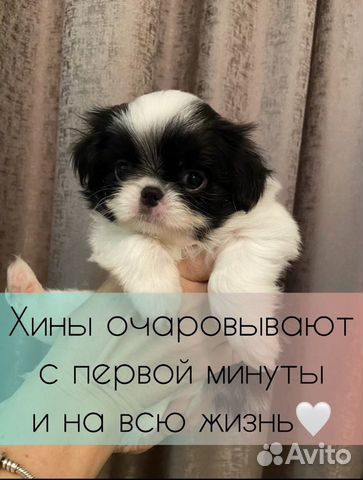 Щенок Японского хина
