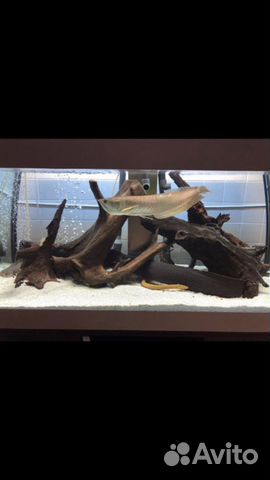 Аквариум с тумбой комплект Eheim