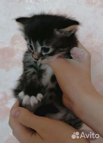 Котята, смесь норвежская лесная