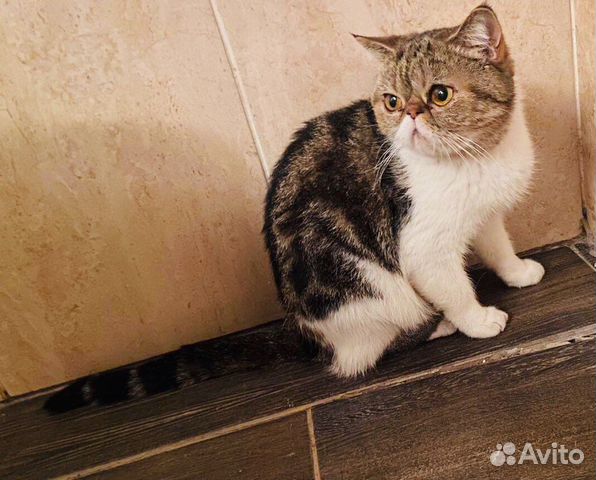 Экзотическая кошечка