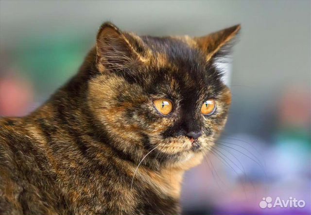 Британская плюшка 3 месяца