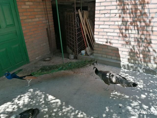 Павлин индийский