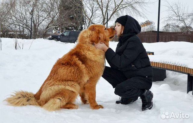 Тибетский мастиф сука РКФ