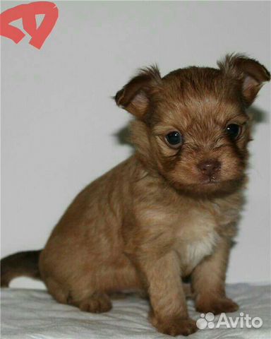 Алиса красотка