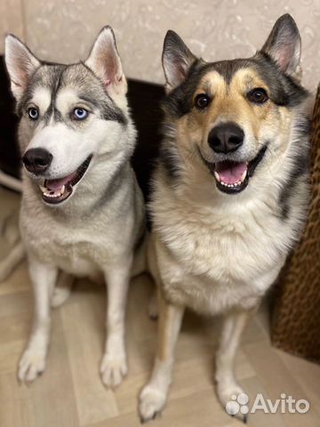 Щенки сибирской хаски