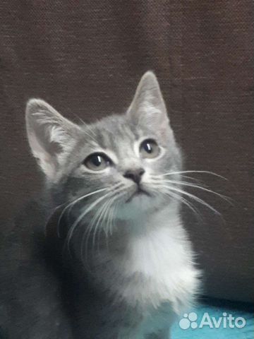 Голубой котенок