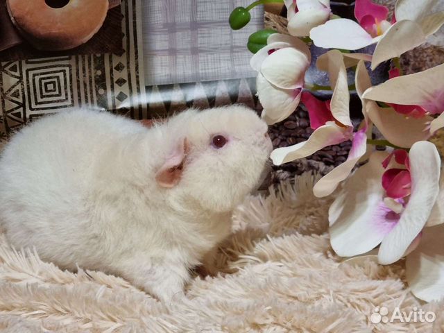Морские свинки из питомника