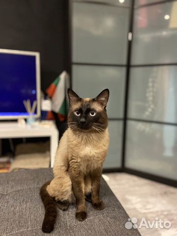 Тайский кот вязка