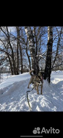 Пса выбросили из машины