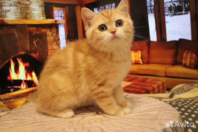 Золотая шотландская девчушка