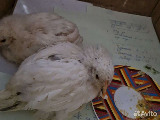 Циплята в дар