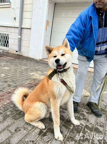 Акита ину
