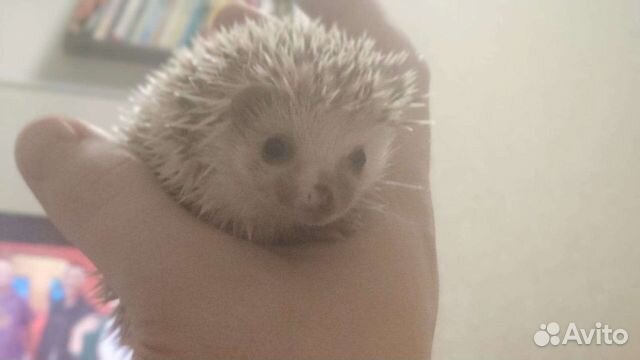 Африканский карликовый еж