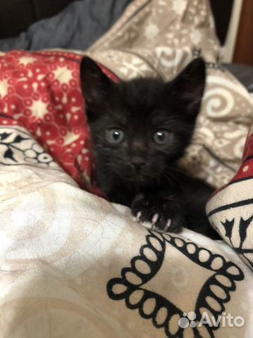 Котята