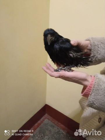 Домашний Грач