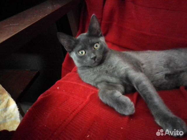 Котята в добрые руки бесплатно