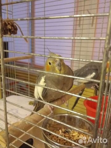 Корелла самка с домиком