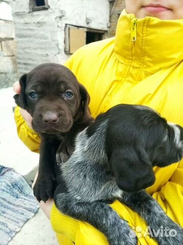 Щенки курцхаара