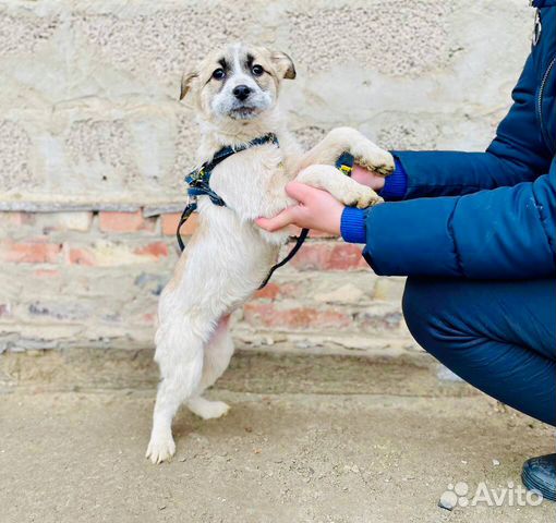 Щенок Молли в любящие руки