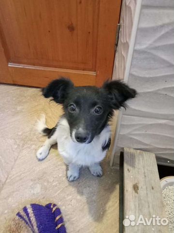 Чудо чудное