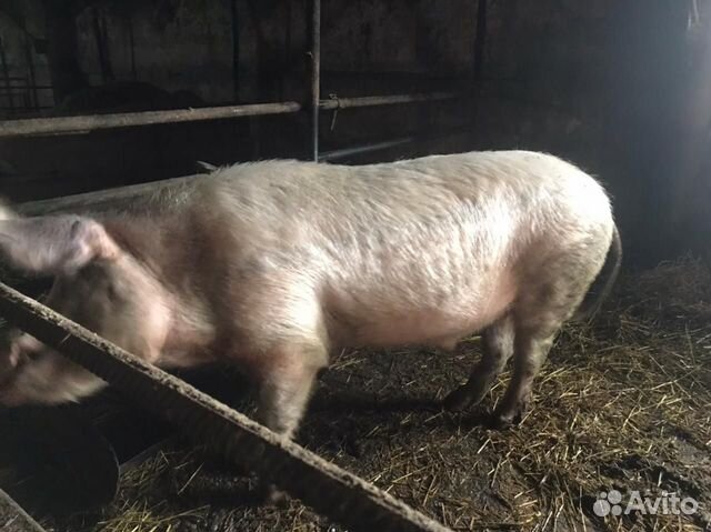 Хряк производитель