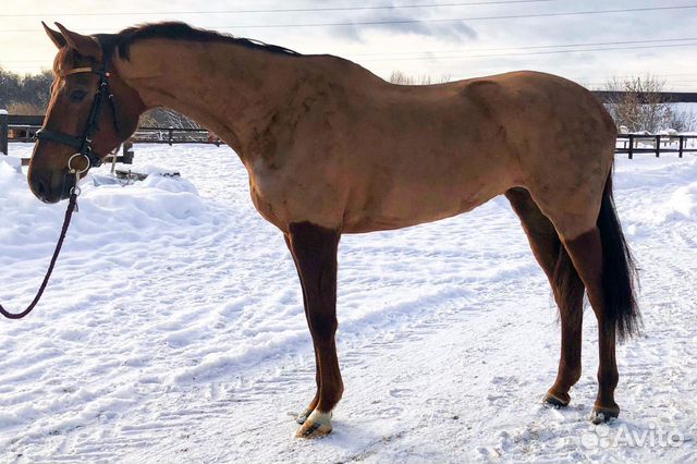 Полукровная кобыла