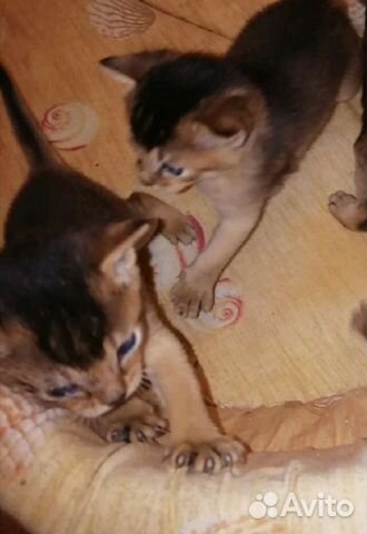 Абиссинские котята