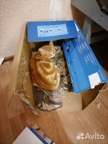 Отдам в добрые руки