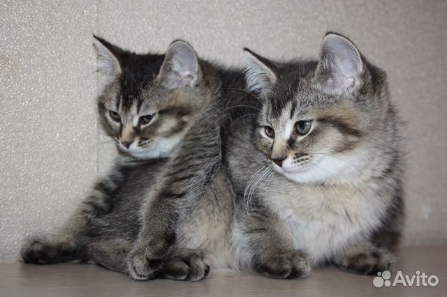 Экзотическая красавица Chausi котята