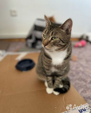 Котопес Рокки ищет дом