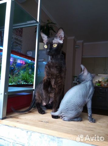 Канадский сфинкс