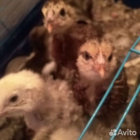 Циплята породистых кур