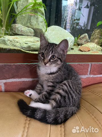 Котенок