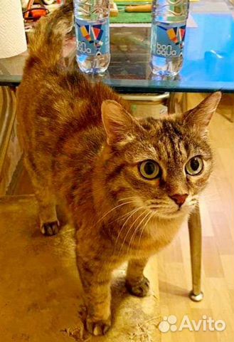 Спасена от усыпления самая обычная кошечка