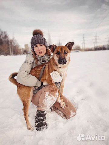 Классный пёс Бивис ищет дом