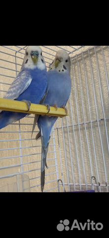 Пара волнистых попугаев