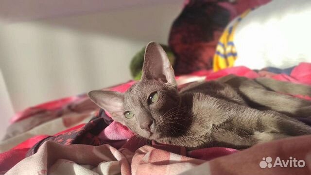 Ориентальные котята