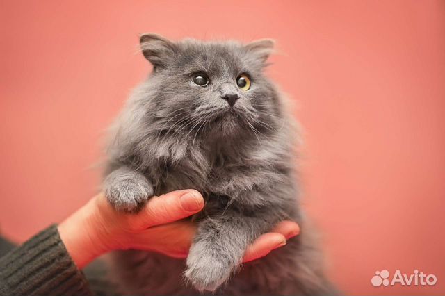 Пушистый котик в добрые руки