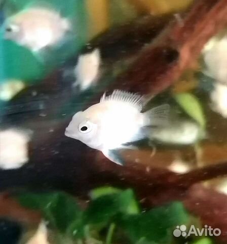 Платиновый мини попугай (гибрид)