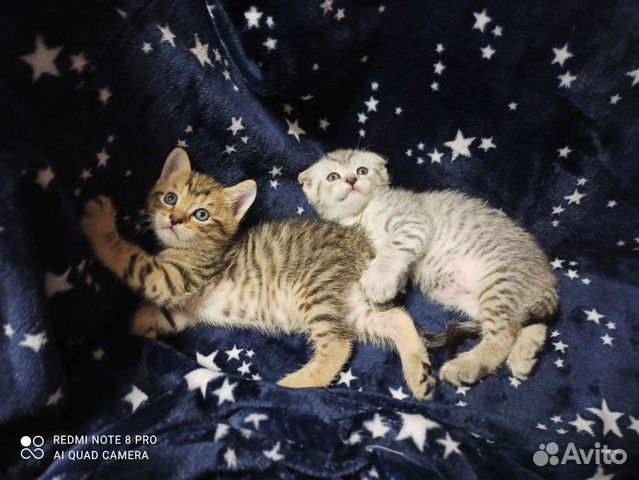 Плюшевые позитивчики
