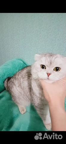 Шикарный шотландец ищет дом