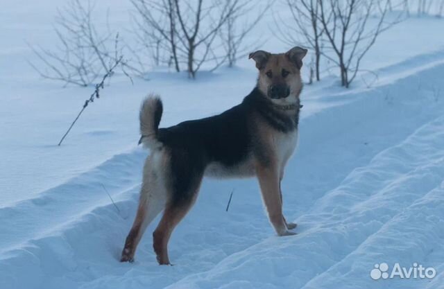 Молодой добряк Ганс ждёт любящую семью