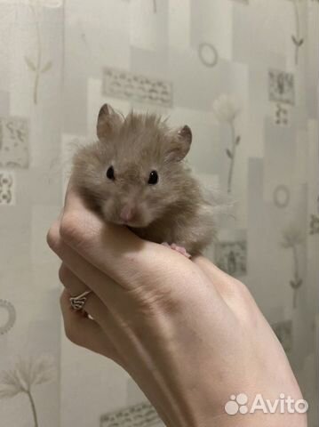 Сирийский хомяк с клеткой