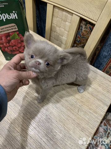 Чихуахуа лиловая Барби