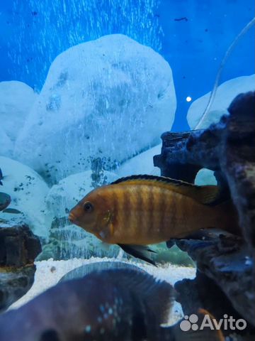 Цихлида зебра