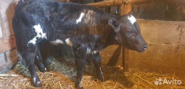 Телки телята