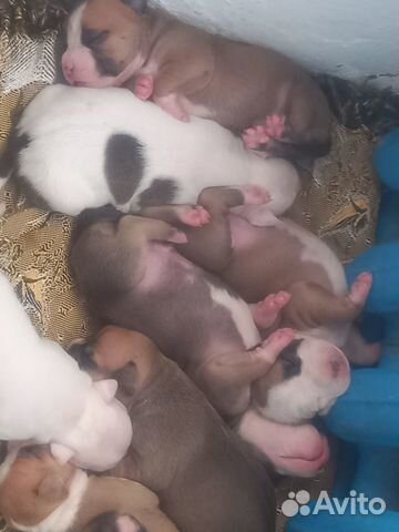 Щенки стаффорда