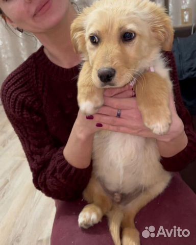 Щенок для охраны крупный