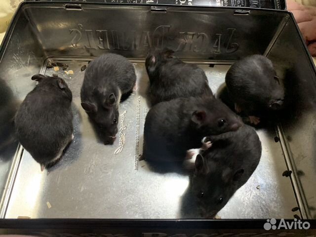 Хомяки