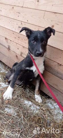 Крутышка ищет дом